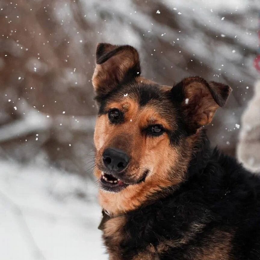 Удивительная Сойка ищет дом