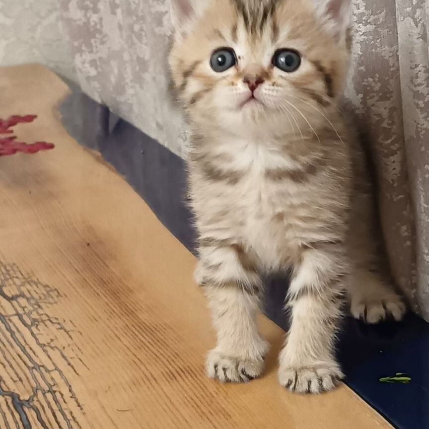 Британские котята