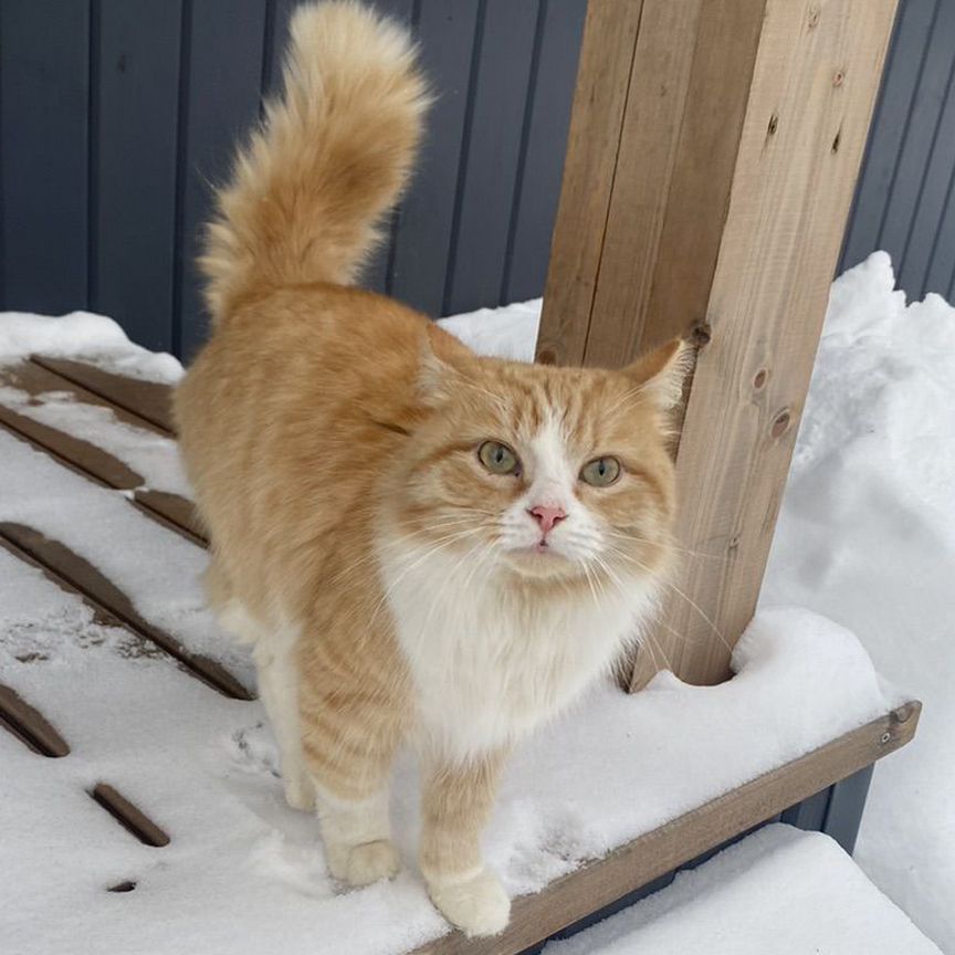 Взрослый кот в добрые руки