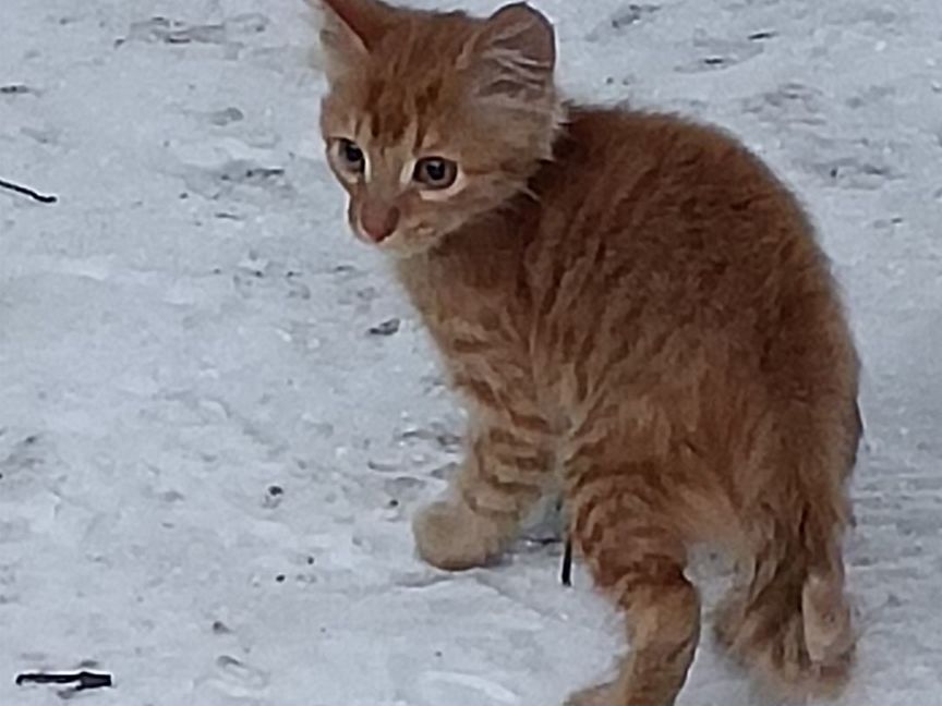 Кошка