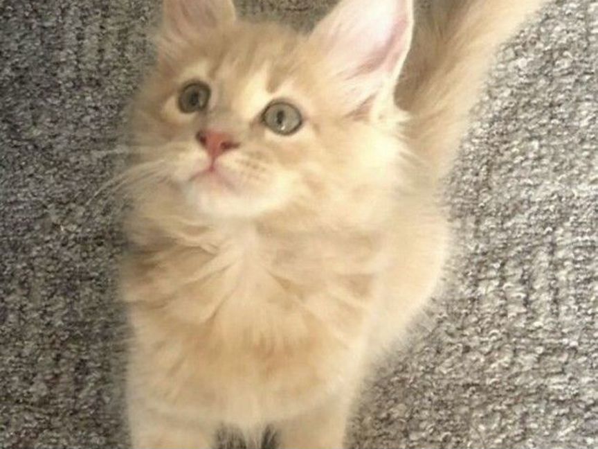 Кошки и котик