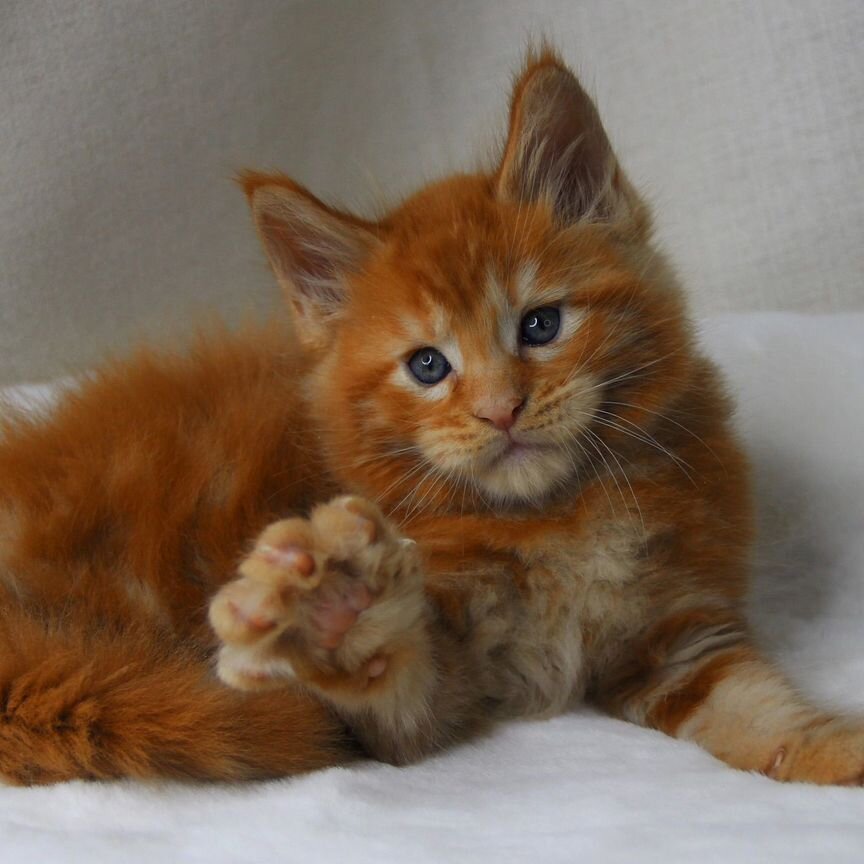 Кошечка красная мейн кун