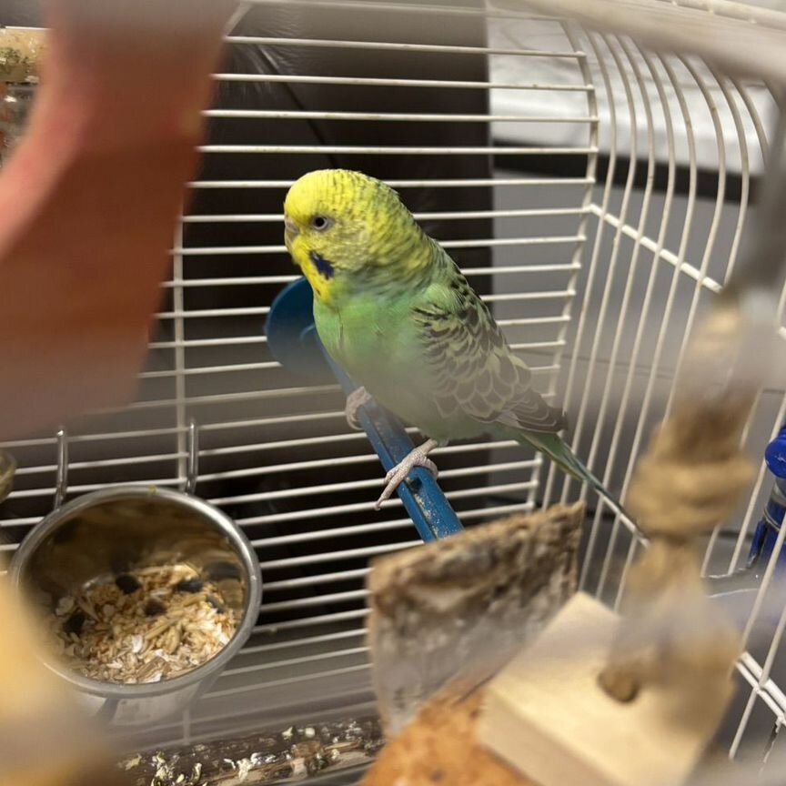 Волнистый попугай с клеткой