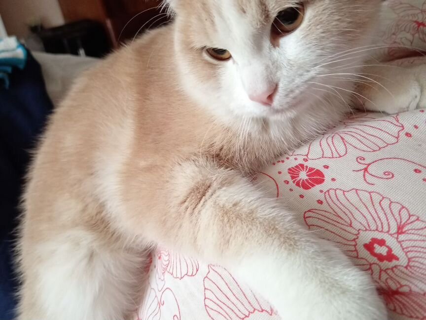 Котики бесплатно в добрые руки