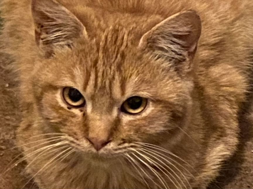 Котенок рыжий метис девочка