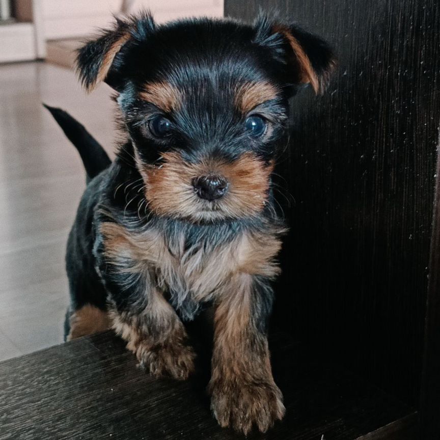 Йоркширский терьер, щенок