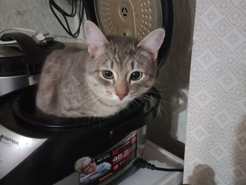 Отдам в добрые руки кота, возраст 10 месяцев