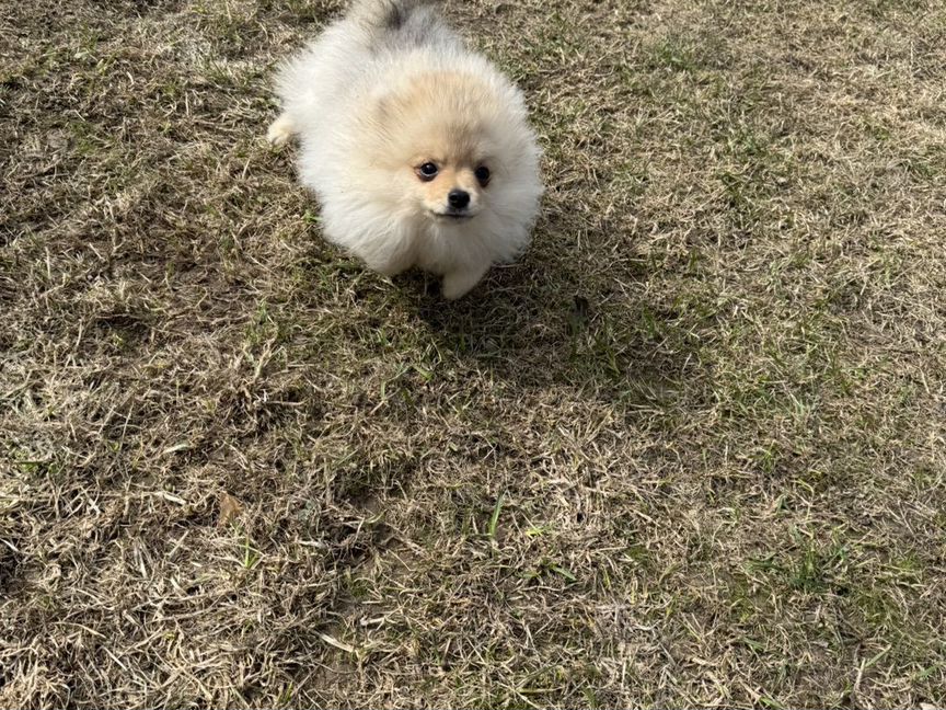 Померанский шпиц мальчик