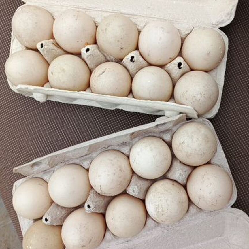 Утинные яйца домашние