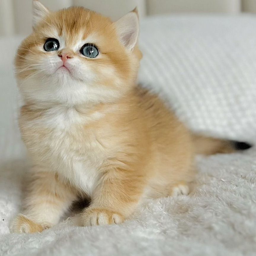Британский короткошёрстный котёнок