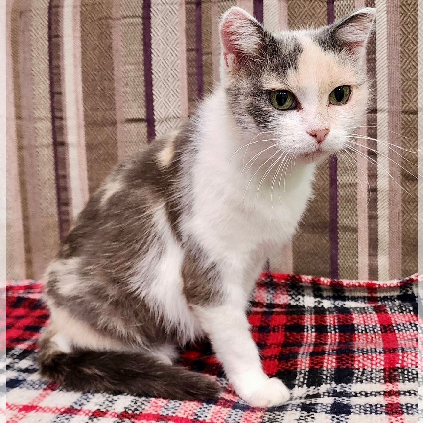 Взрослая кошка от частного владельца