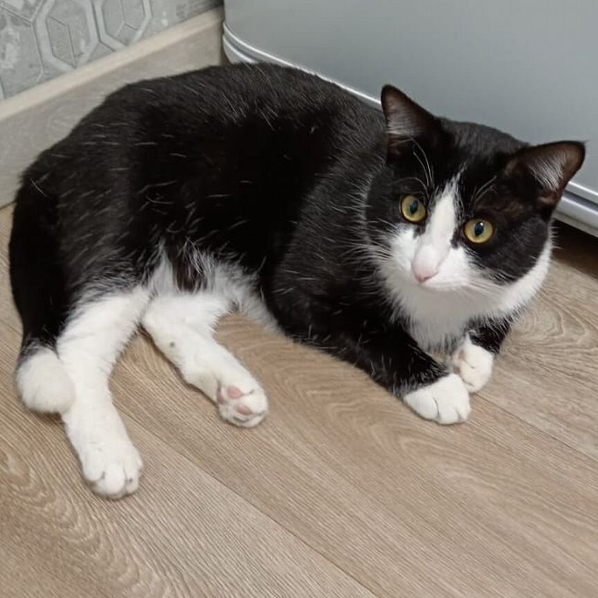 Котик ищет дом
