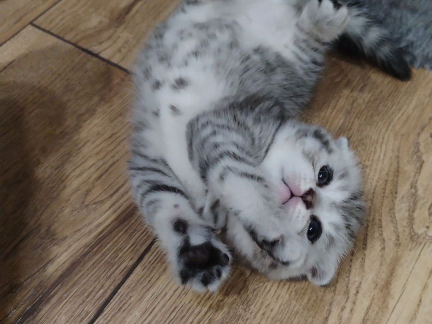 Вислоухие котята шотландские