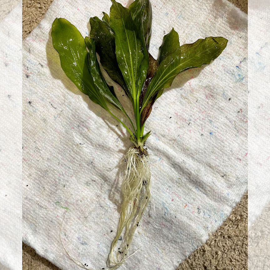 Эхинодорус