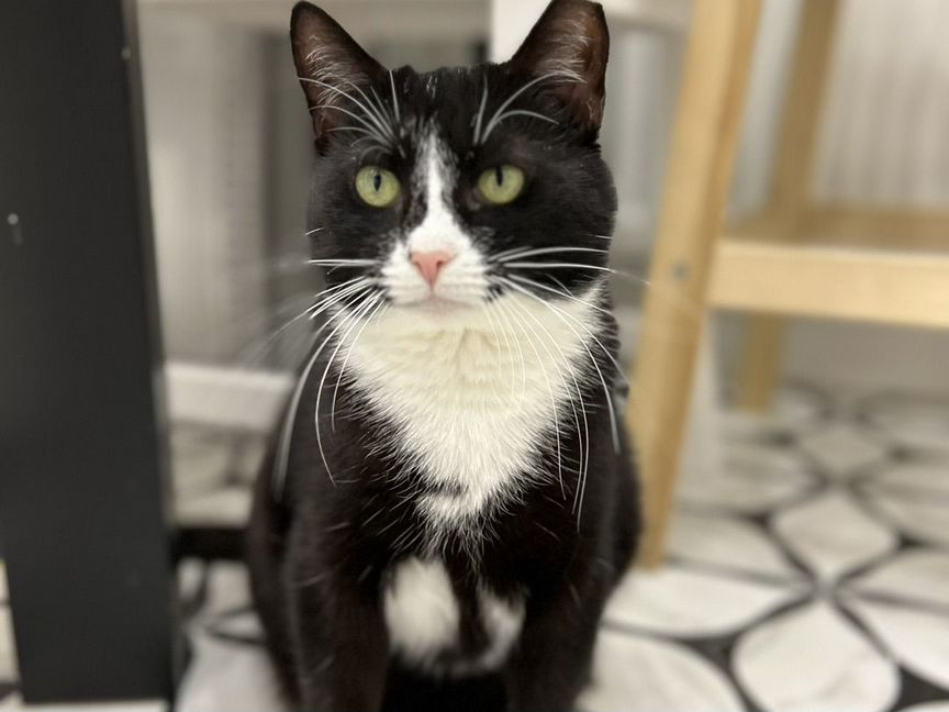 Кошке Дуду срочно нужна передержка