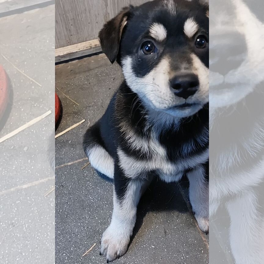 Щенок в добрые руки