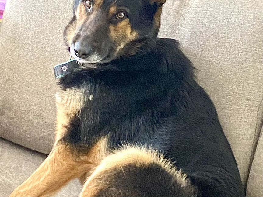 Собака в добрые руки