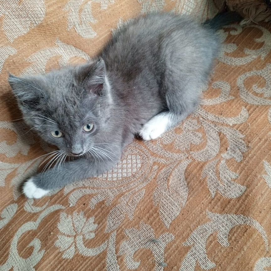 Котейка В добрые руки