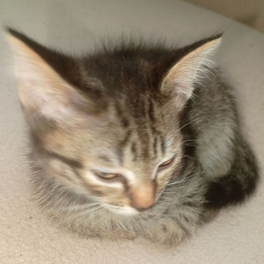 Британский короткошёрстный котёнок