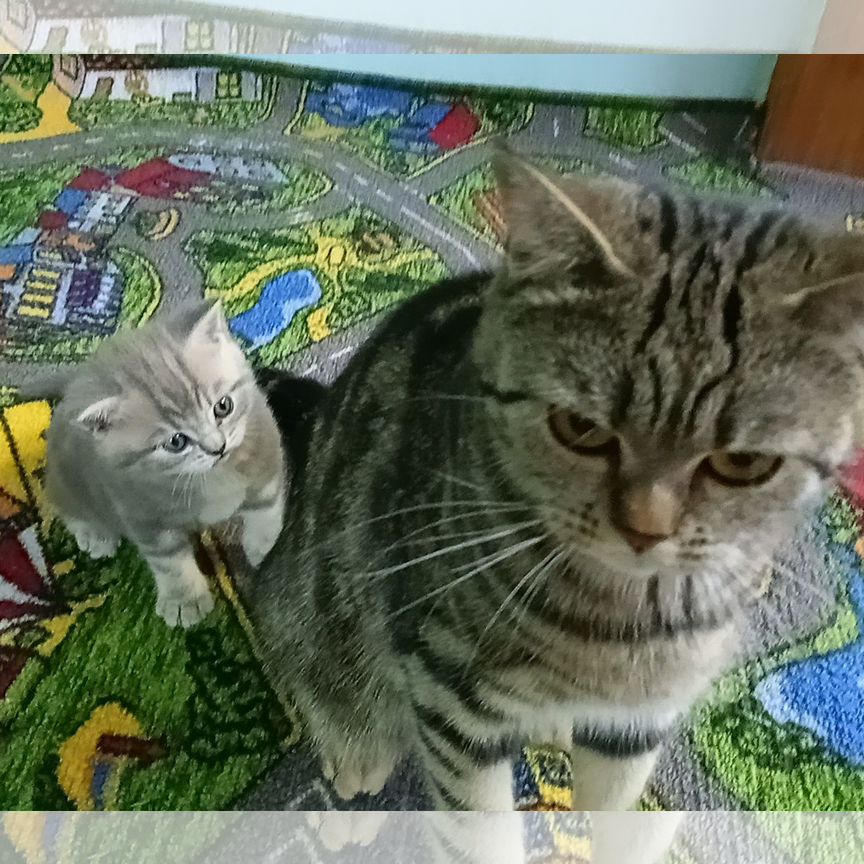 Британский короткошёрстный котёнок