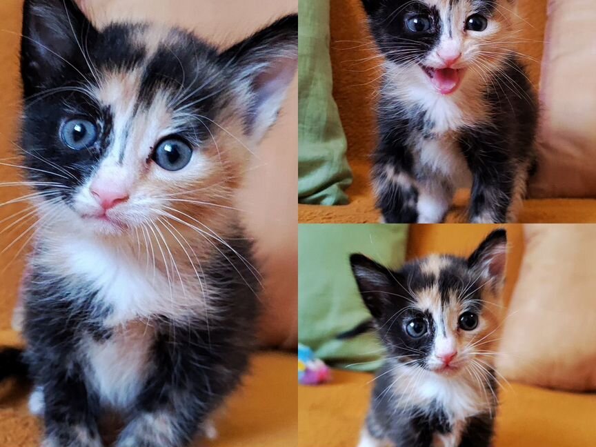 Котята в добрые руки (девочки)