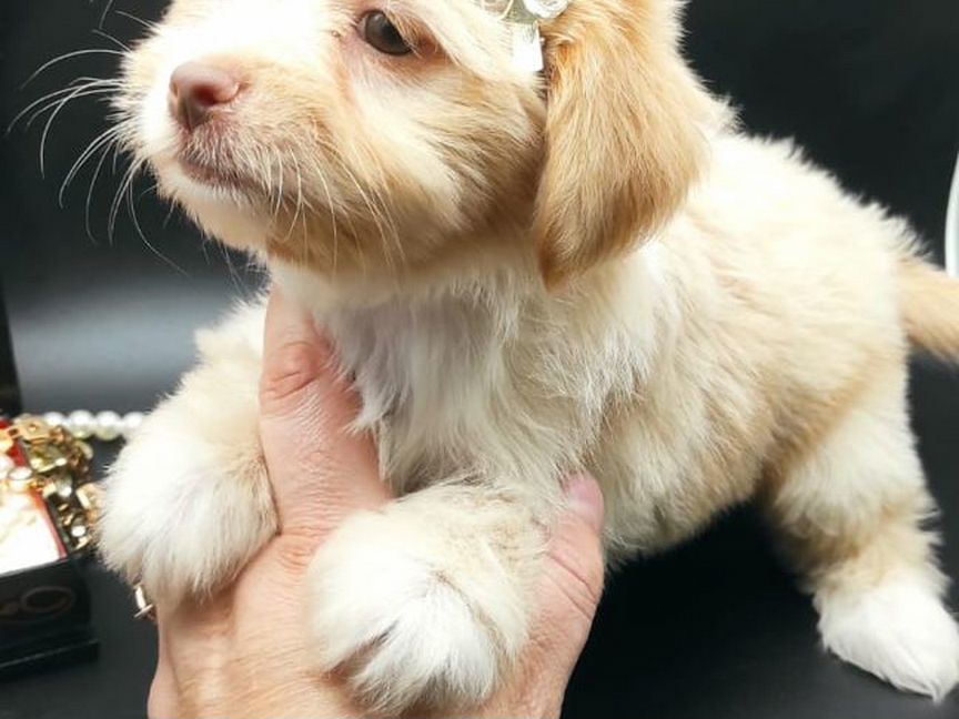 Малыши Русской цветной болонки