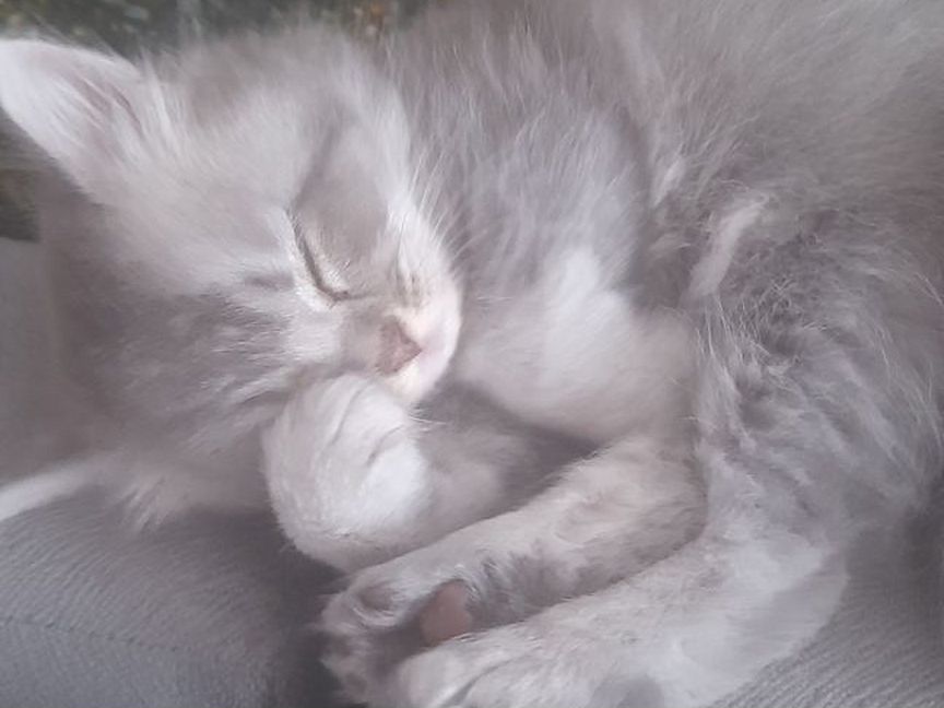 Красавчики- британчики