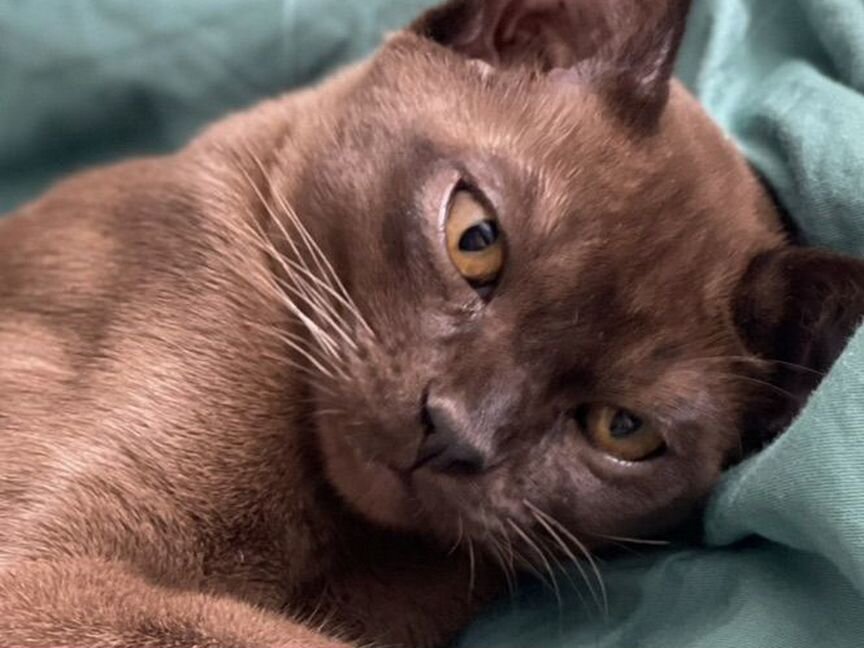 Бурманская