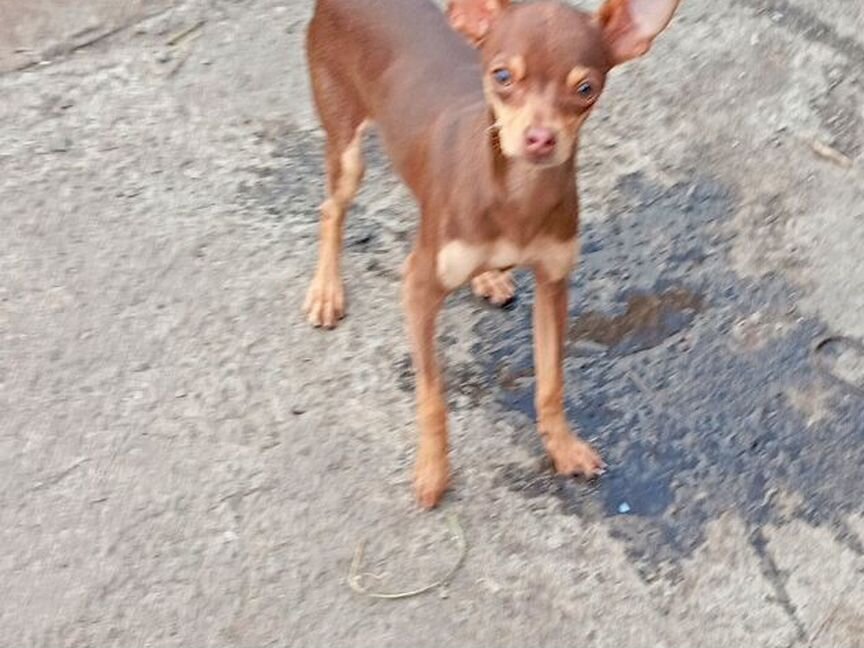 Шоколадная крошка