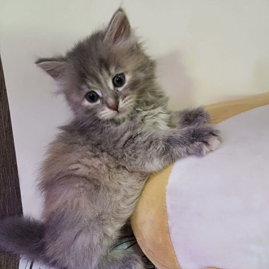 Снежинка (котенок, 1,5 мес) в добрые руки