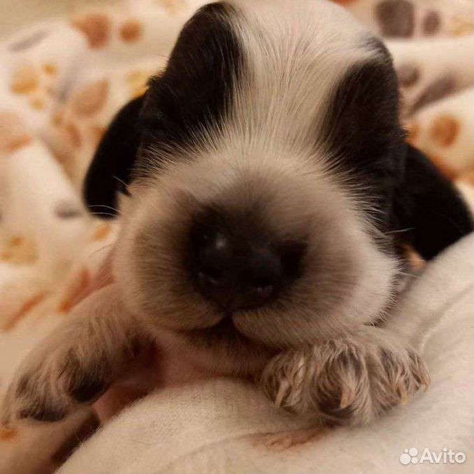 Чудесные малышата кокерята