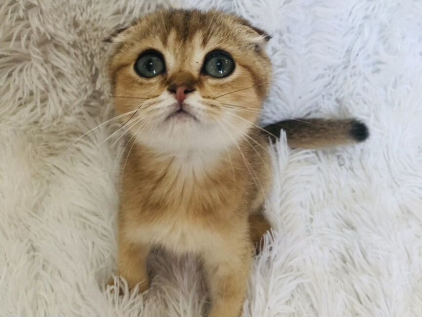 Котята золотая шиншилла