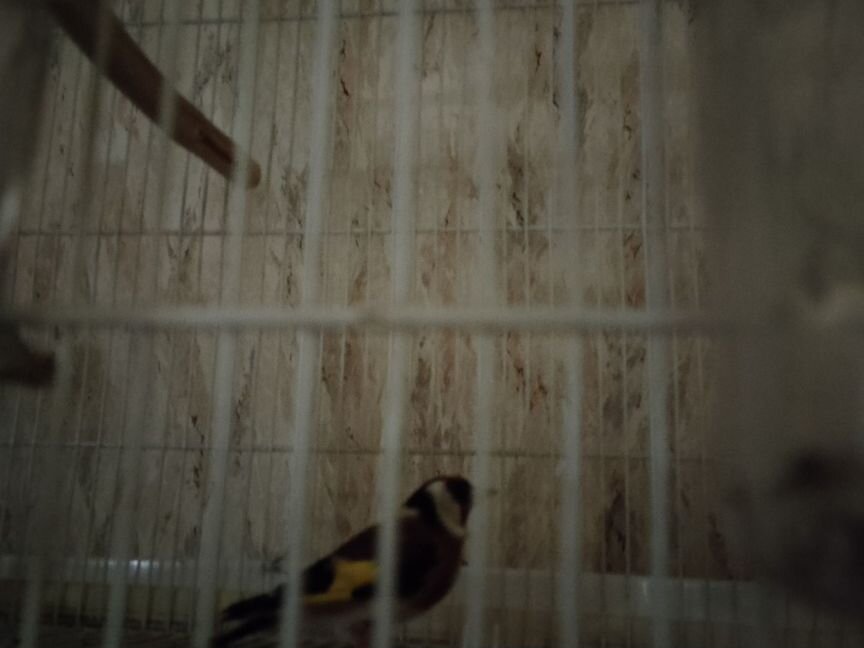 Птица щегол