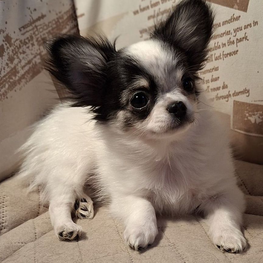 Чихуахуа, щенок