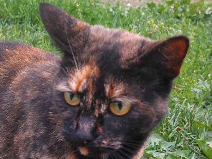 Очень ласковая кошечка в добрые руки