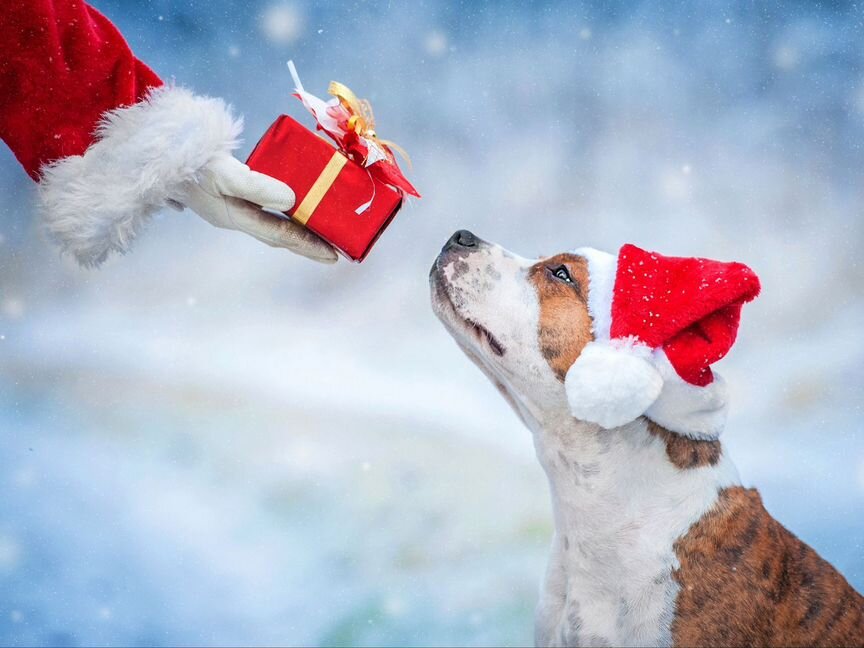 Собаки в приюте тоже ждут праздника