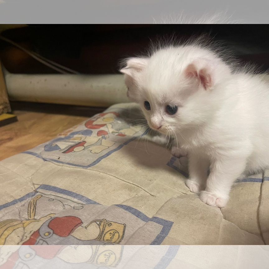Турецкая ангора котёнок