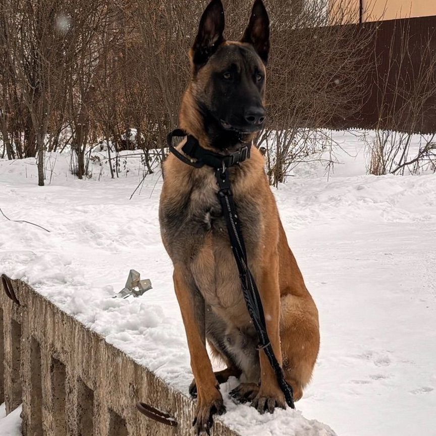 Бельгийская овчарка, вязка