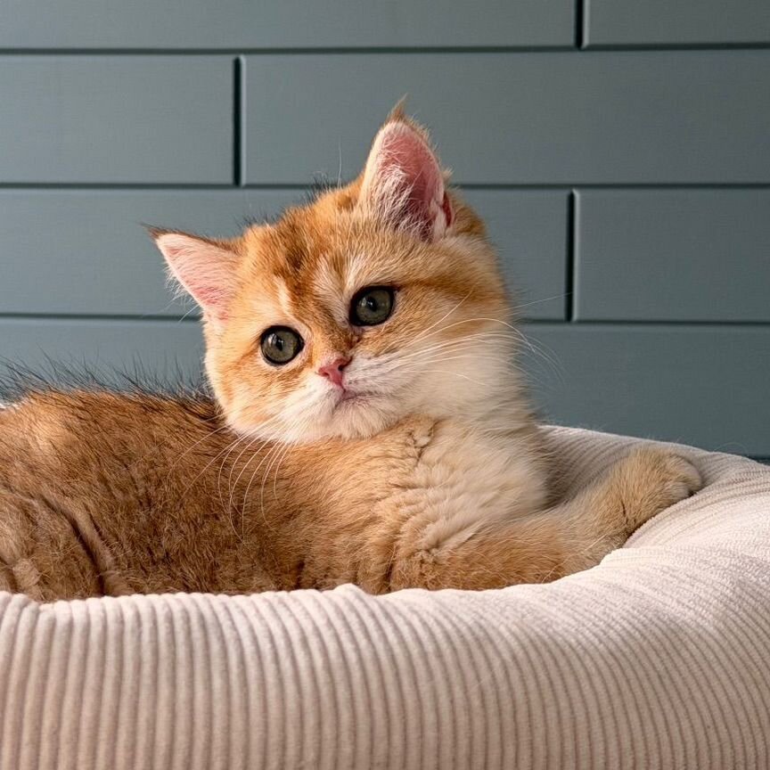 Британский короткошёрстный котёнок