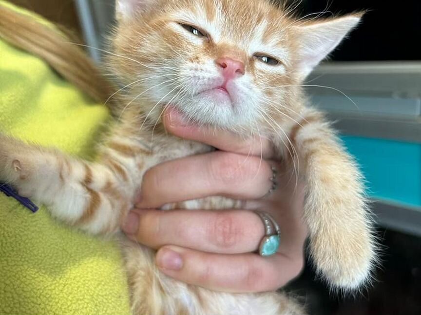 Котенок из приюта