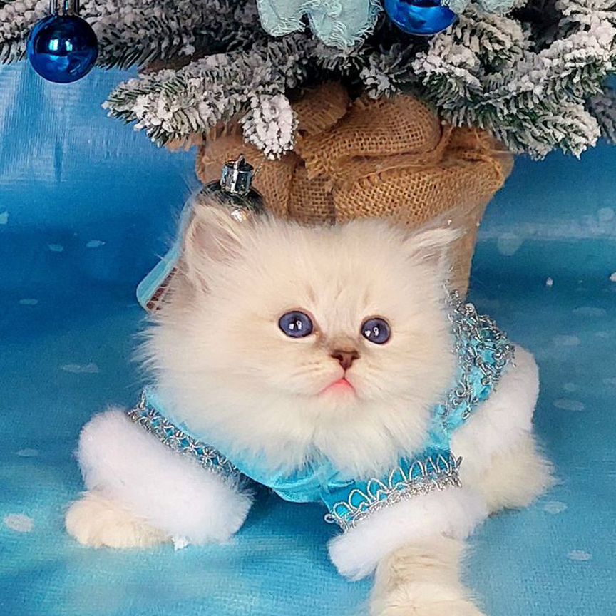 Невский маскарадный котёнок