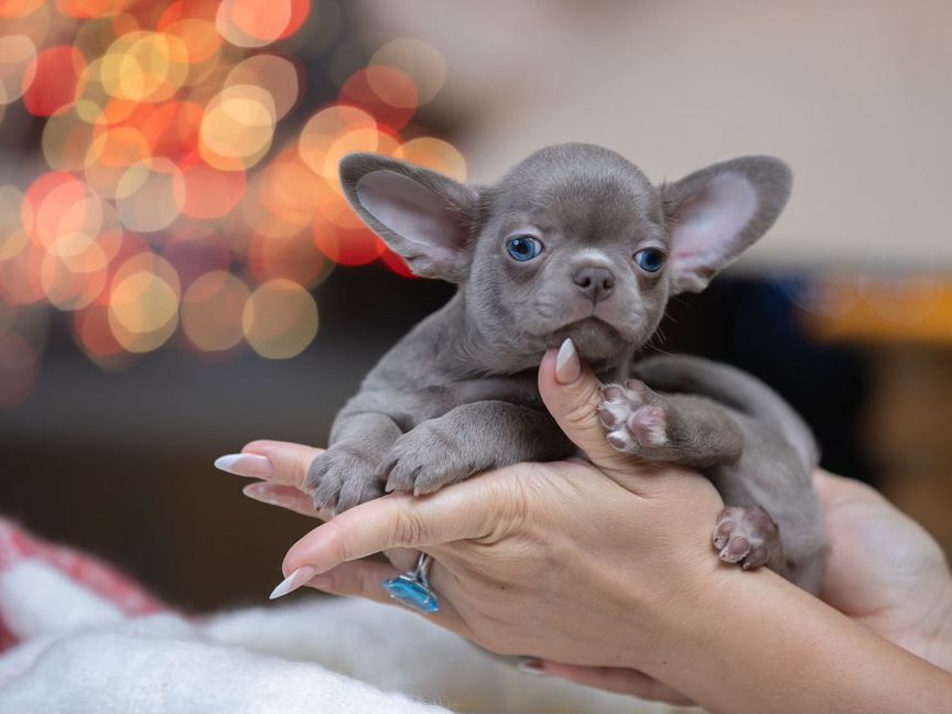 Щенки чихуахуа мальчики лилового окраса