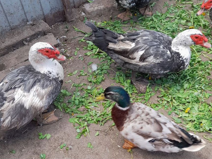 Мускусные утки тяжелые линии