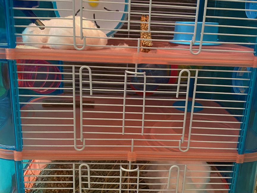 Клетка для грызунов бу