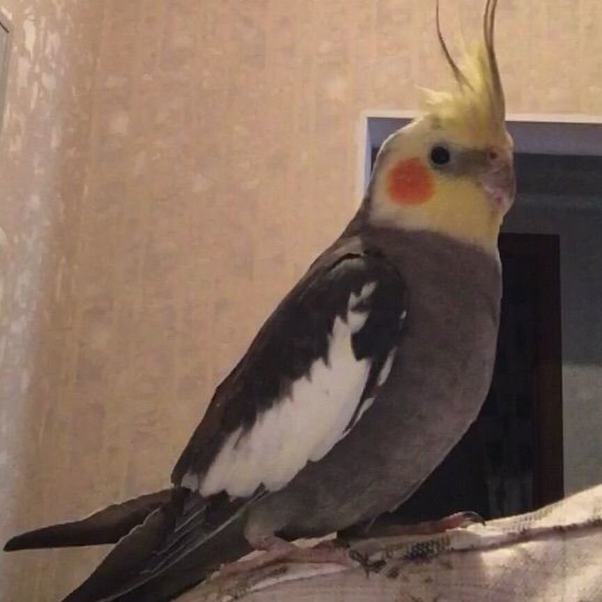 Попугай карелла обмен С какариком