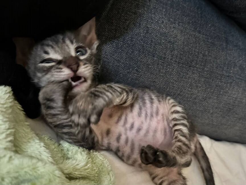 Кот смесь сфинкса