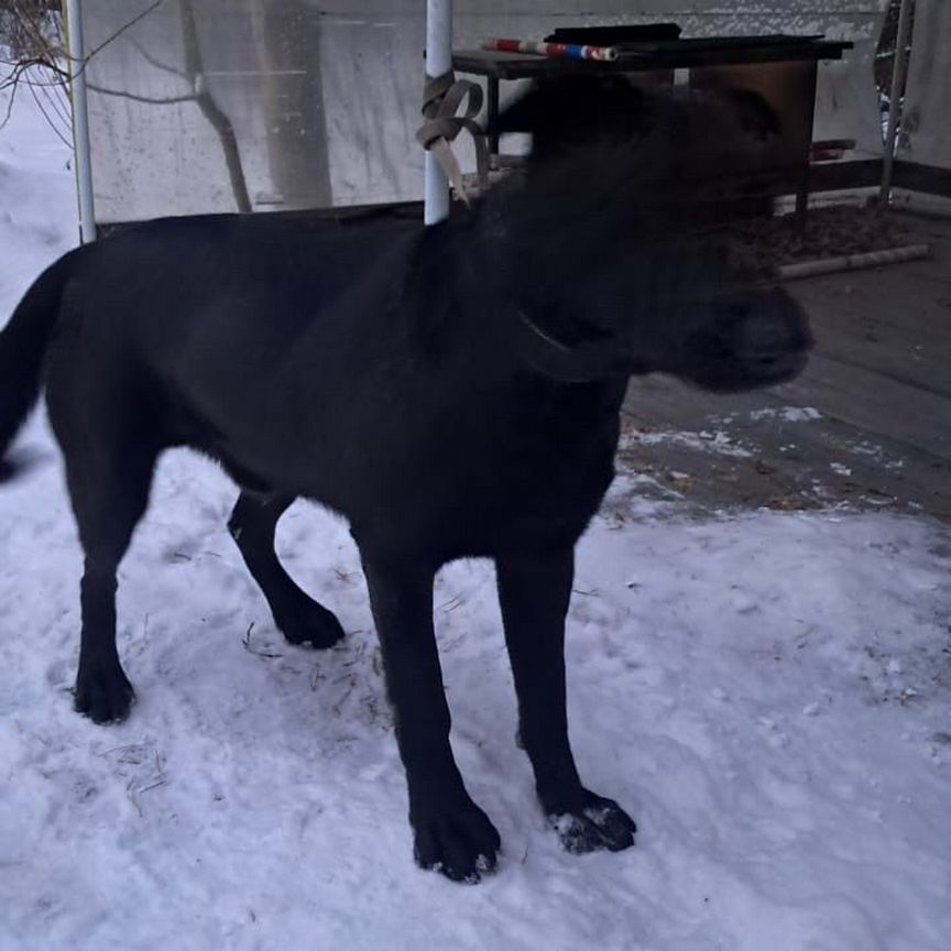 Лабрадор найден на трассе