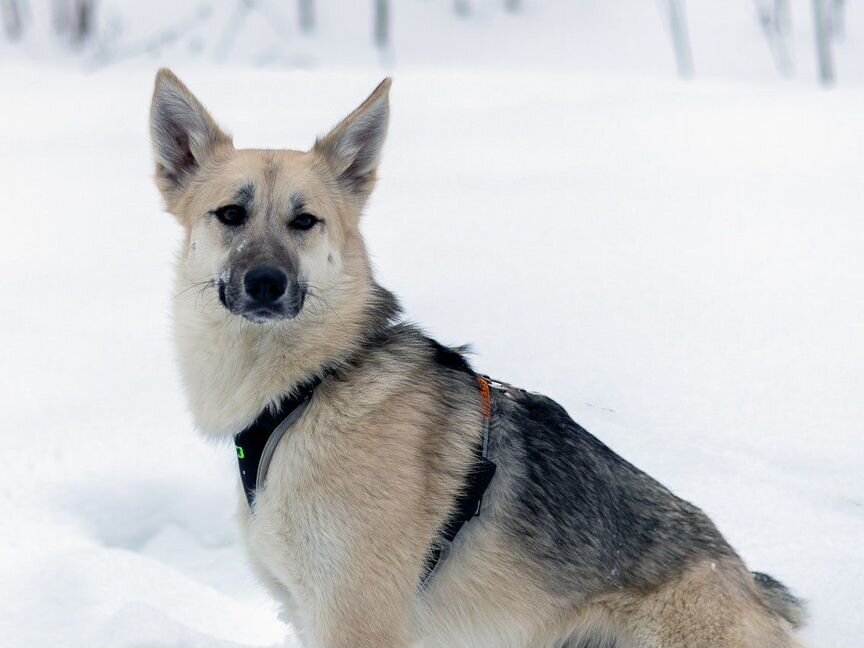 Нежная Бонита