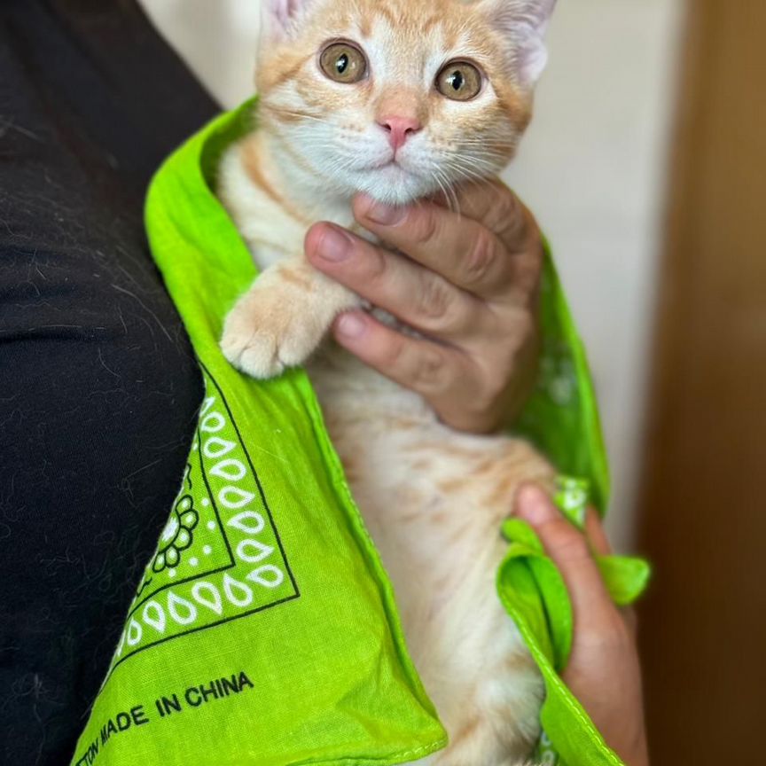 Котик в добрые руки