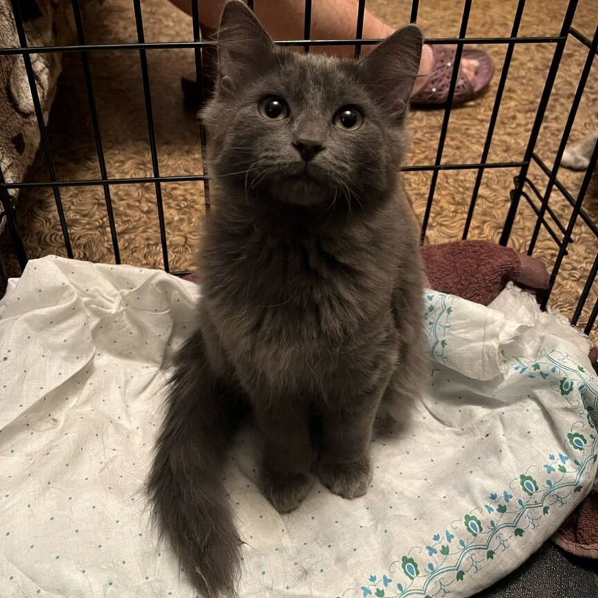 Нашлась кошка